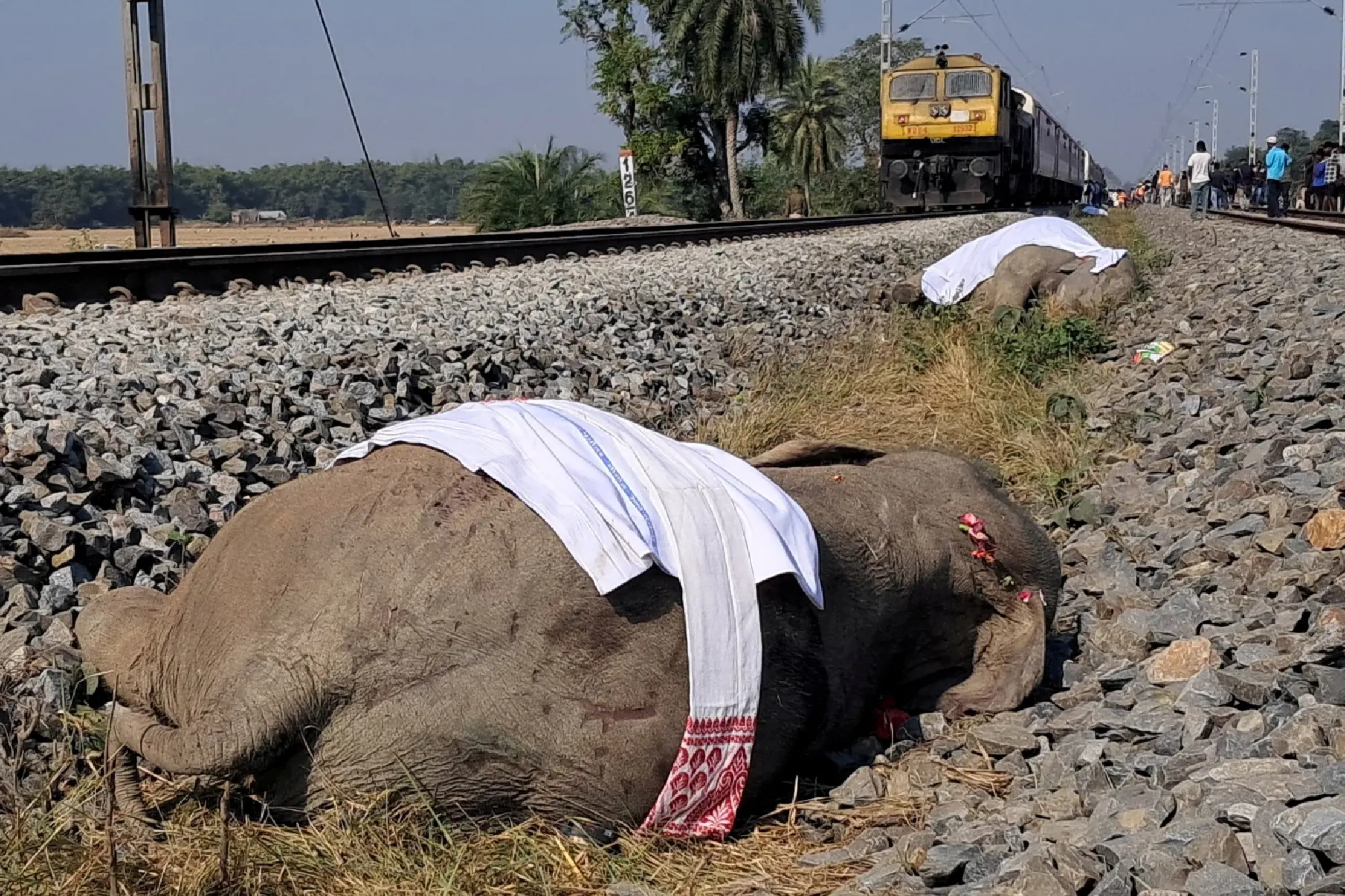 Tragis, Tujuh Gajah Tewas dalam Kecelakaan Kereta Api di India